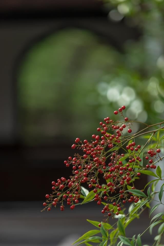 京都大德寺游玩攻略简介,京都大德寺门票/地址/图片/开放时间/照片/门票价格【携程攻略】