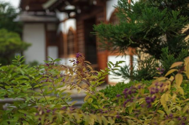 京都大德寺游玩攻略简介,京都大德寺门票/地址/图片/开放时间/照片/门票价格【携程攻略】