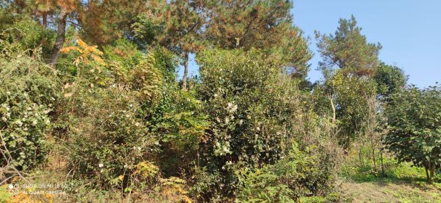 麻城五脑山森林公园游玩攻略简介,麻城五脑山森林公园门票/地址/图片/开放时间/照片/门票价格【携程攻略】