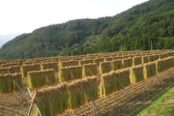 民宿 Yamatatsu(Minshuku Yamatatsu)预订价格,联系电话位置地址【携程酒店】