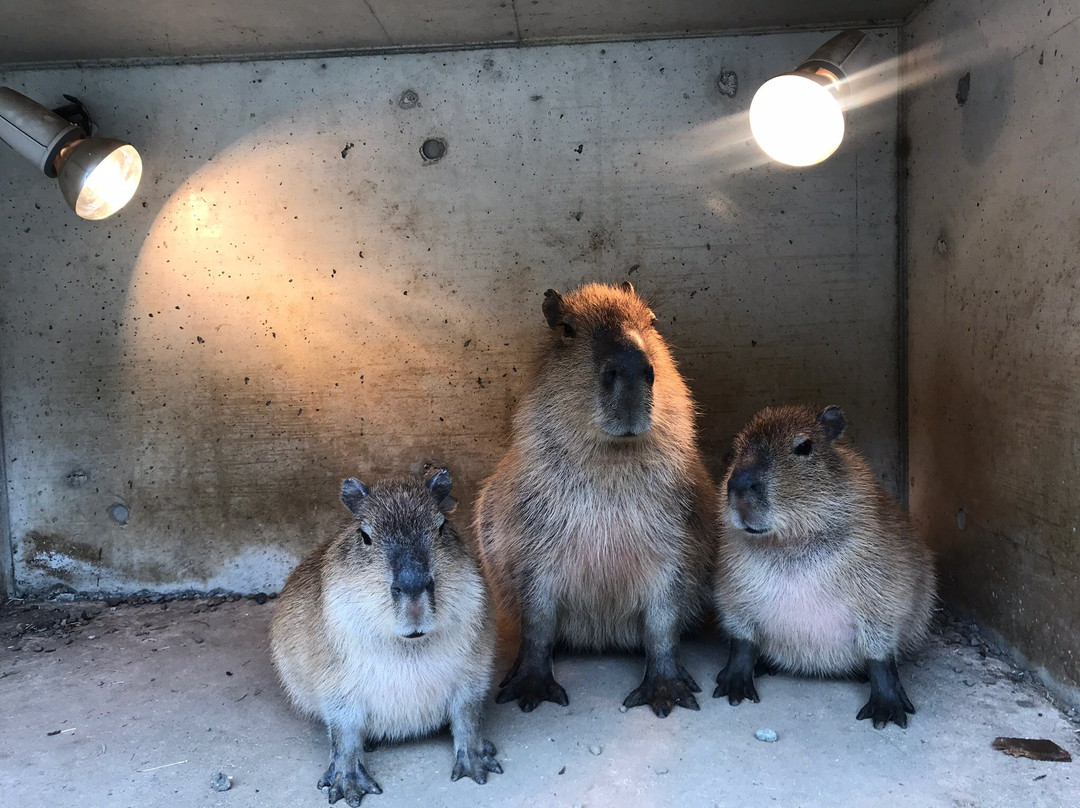 2025年3月Izu Shaboten Zoo景点攻略-Izu Shaboten Zoo门票预订|地址|图片-Izu Shaboten Zoo ...