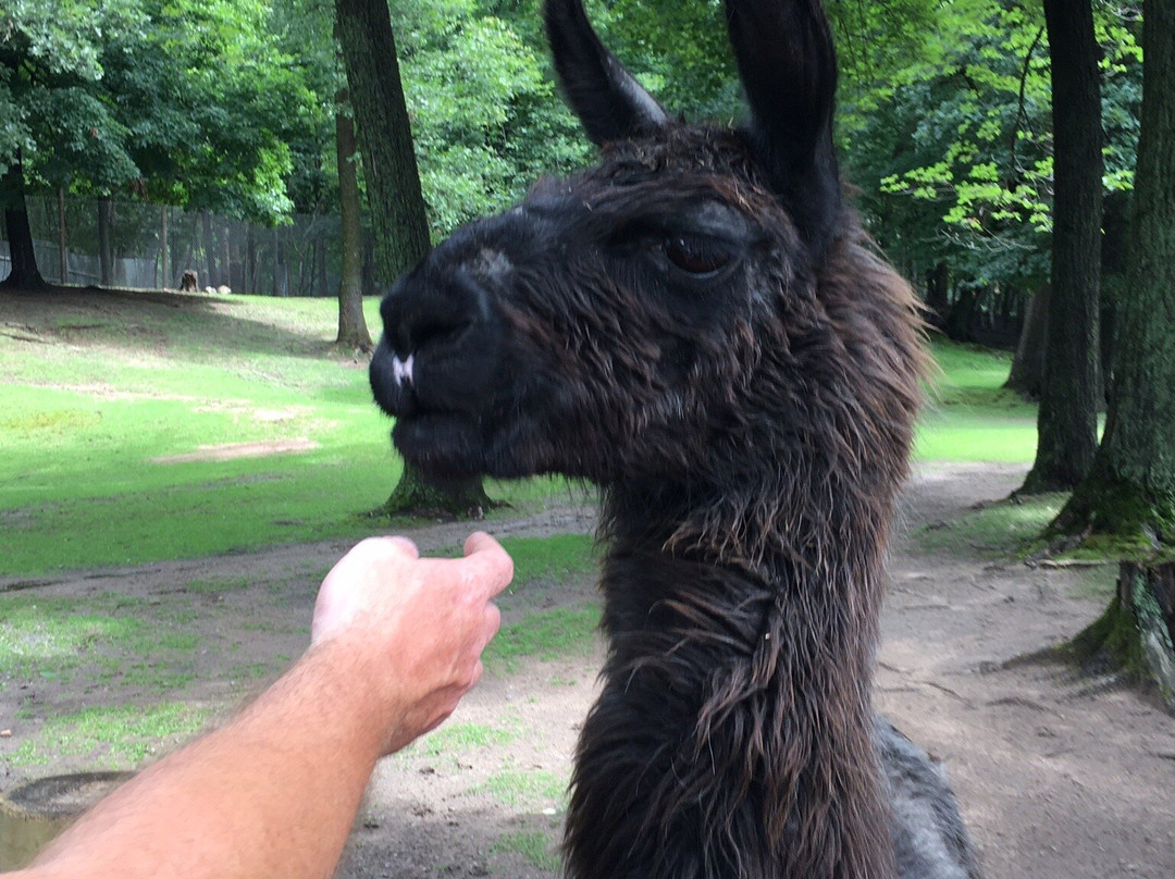 2023年11月FAWN DOE ROSA Wildlife Educational Park景点攻略-FAWN DOE ROSA ...
