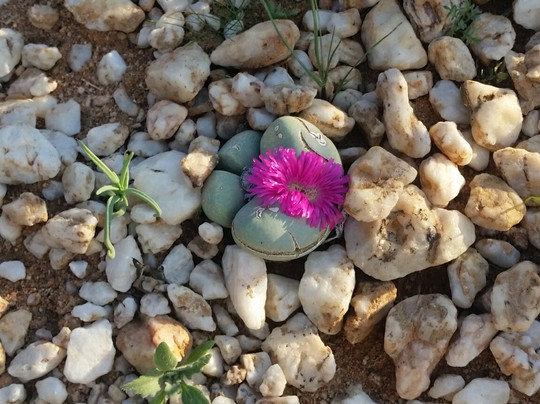 2025年10月Nuwerus旅游景点攻略-Nuwerus旅游住宿,-Nuwerus旅游美食-猫途鹰