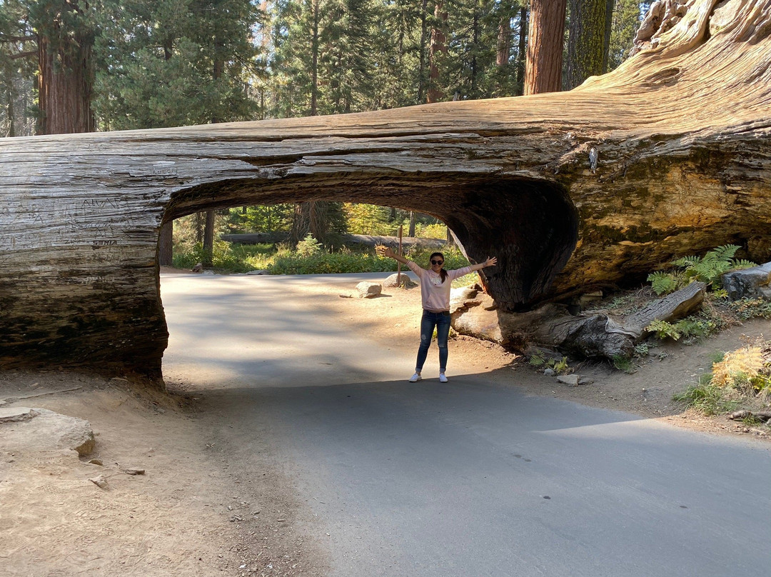 2023年11月Tunnel Log景点攻略-Tunnel Log门票预订|地址|图片-Tunnel Log景点点评-猫途鹰