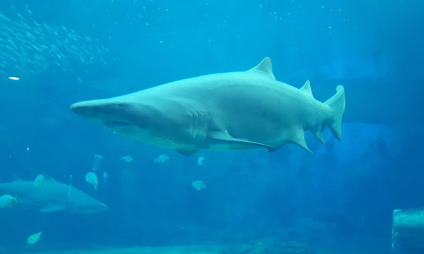 2025年3月U Shaka Marine World景点攻略-U Shaka Marine World门票预订|地址|图片-U Shaka ...