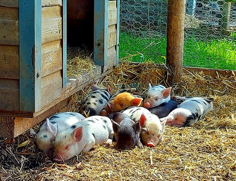 2024年11月Kew Little Pigs Farm Ltd景点攻略-Kew Little Pigs Farm Ltd门票预订|地址|图片 ...