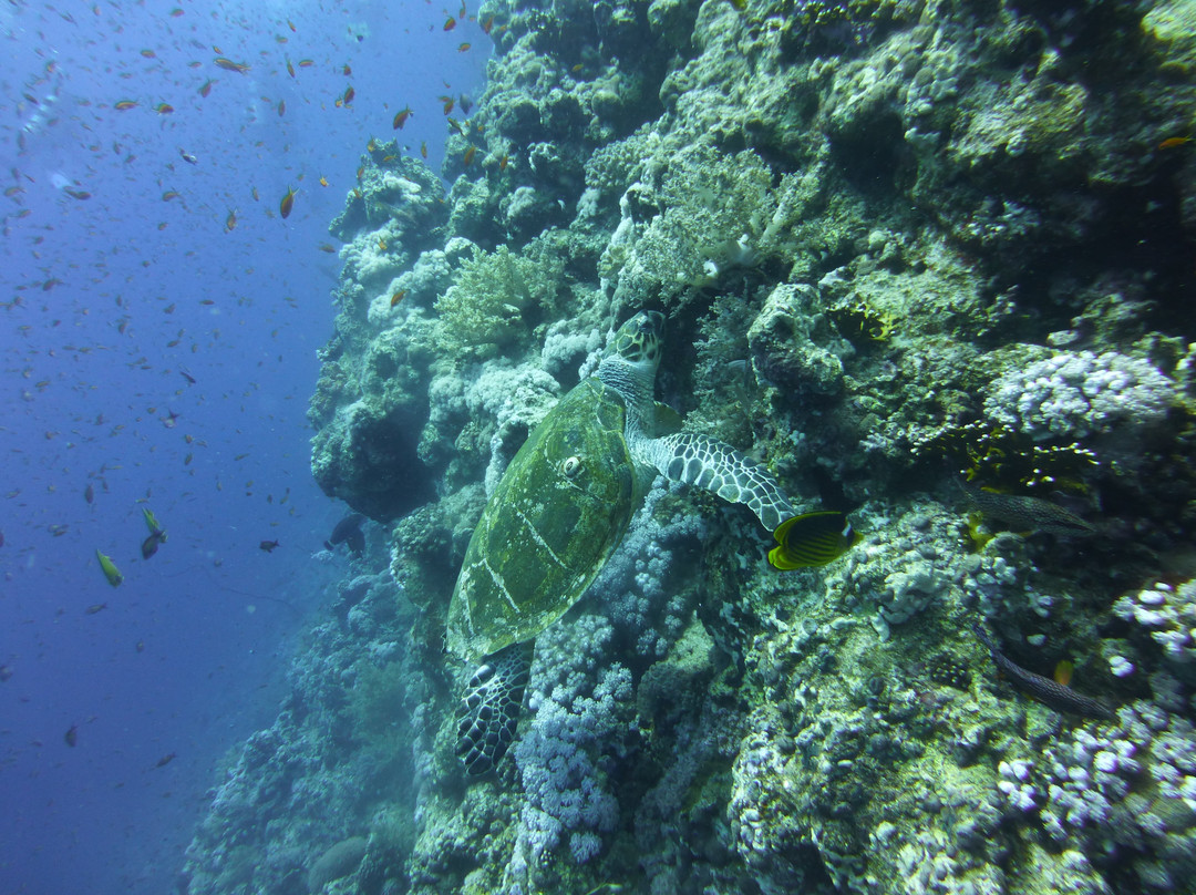 2025年2月Elphinstone Reef景点攻略-Elphinstone Reef门票预订|地址|图片-Elphinstone Reef ...