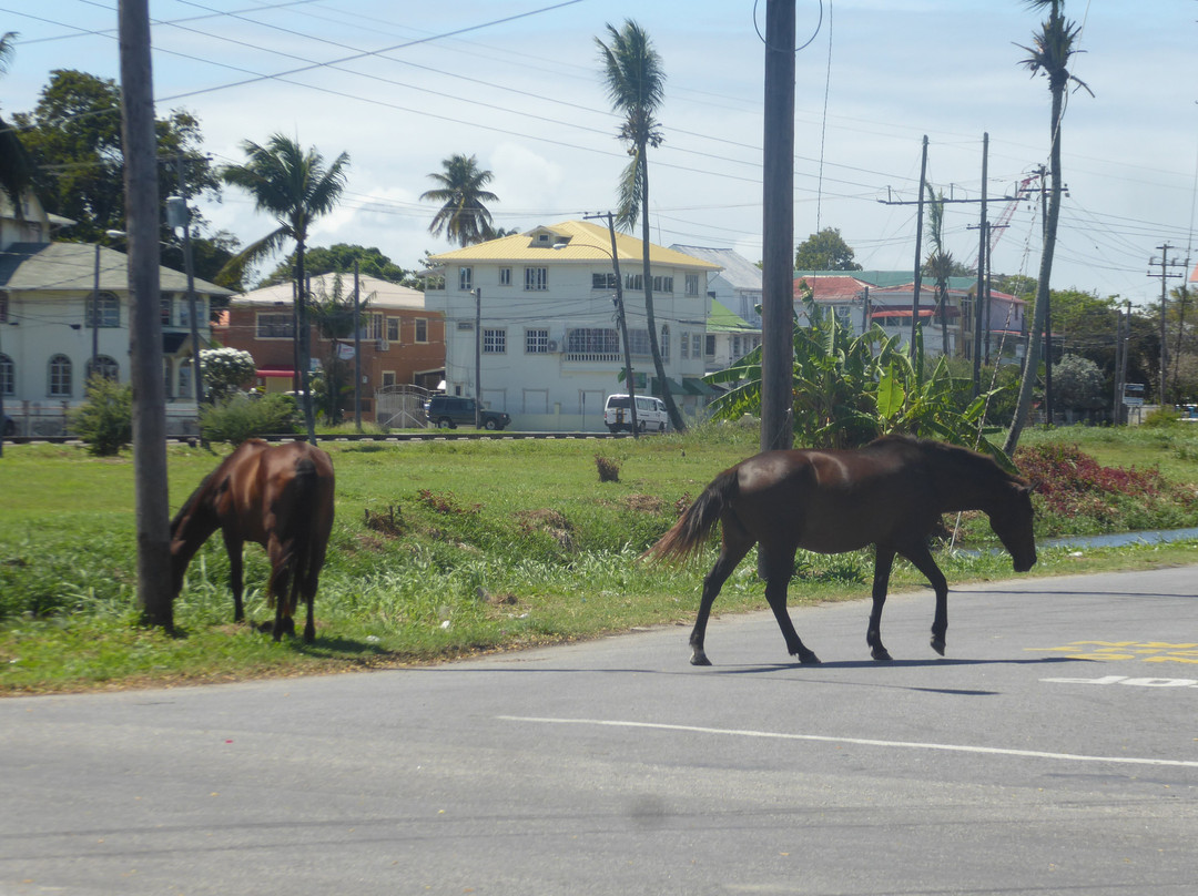 2024年5月Guyana National Park景点攻略-Guyana National Park门票预订|地址|图片-Guyana ...