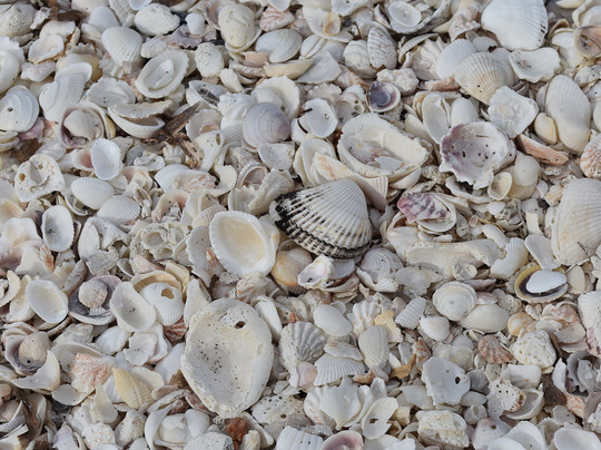 2024年2月Blind Pass Beach景点攻略-Blind Pass Beach门票预订|地址|图片-Blind Pass Beach ...