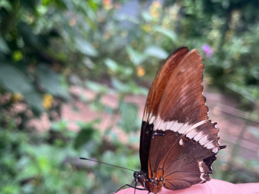 2023年12月Parque Monarca景点攻略-Parque Monarca门票预订|地址|图片-Parque Monarca景点点评-猫途鹰