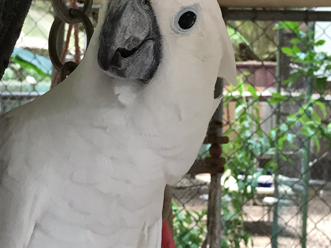 2024年5月Uncle Sandy's Macaw Bird Park景点攻略-Uncle Sandy's Macaw Bird Park ...