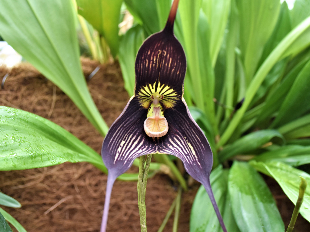 2024年11月Ecuagenera - Orchids from Ecuador景点攻略-Ecuagenera - Orchids from ...