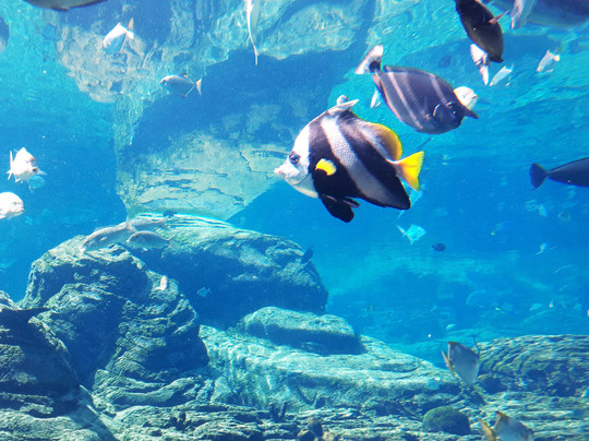 2025年2月U Shaka Marine World景点攻略-U Shaka Marine World门票预订|地址|图片-U Shaka ...