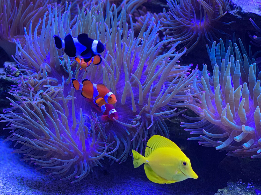 2023年12月Blue Zoo景点攻略-Blue Zoo门票预订|地址|图片-Blue Zoo景点点评-猫途鹰