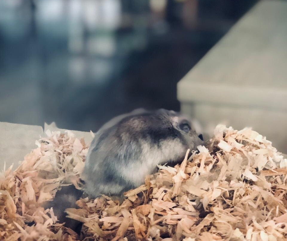 2023年12月Bukit Tinggi Rabbit Farm景点攻略-Bukit Tinggi Rabbit Farm门票预订|地址|图片 ...