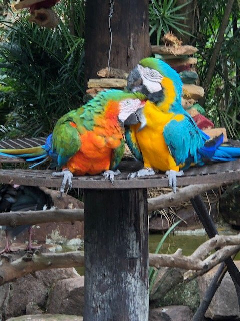2024年11月Umgeni River Bird Park景点攻略-Umgeni River Bird Park门票预订|地址|图片 ...