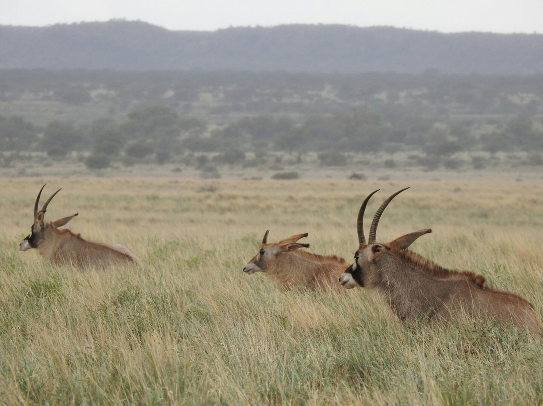 2025年1月Mokala National Park景点攻略-Mokala National Park门票预订|地址|图片-Mokala ...