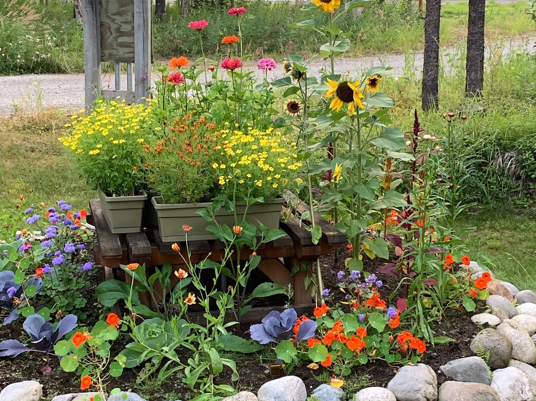 2024年2月Alaska Birch Syrup & Wild Harvest Products : Kahiltna Birchworks ...