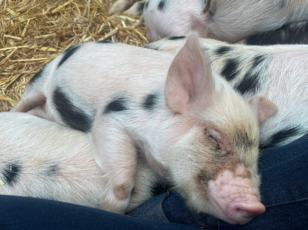 2025年8月Weybread景点攻略-Weybread旅游必去景点-Weybread景点大全-猫途鹰