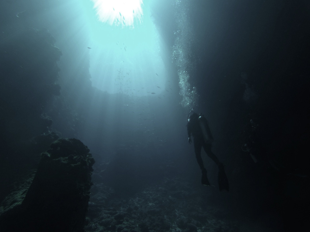 2023年11月Dive Tonga景点攻略-Dive Tonga门票预订|地址|图片-Dive Tonga景点点评-猫途鹰