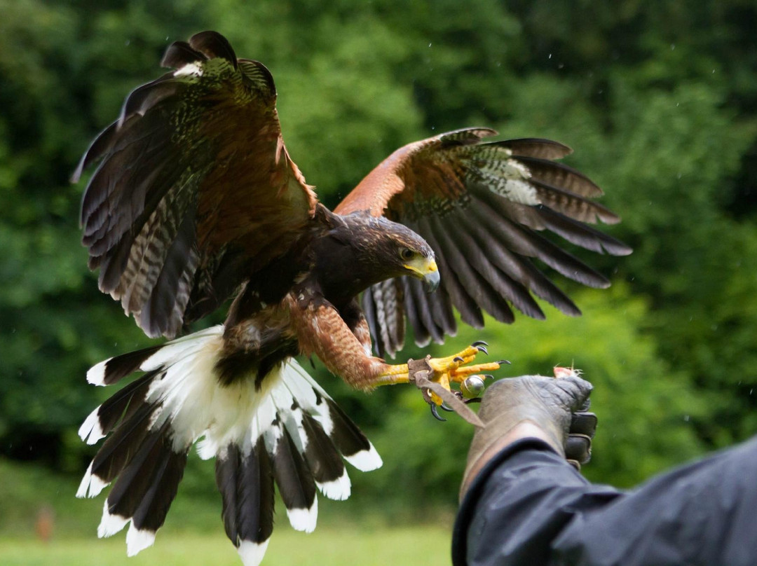 2025年1月The Bird Of Prey Project景点攻略-The Bird Of Prey Project门票预订|地址|图片 ...