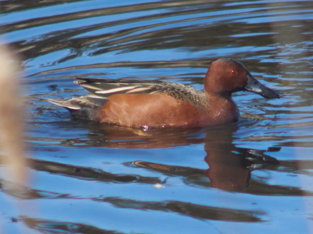 2023年11月Calamus Reservoir State Recreation Area景点攻略-Calamus Reservoir ...