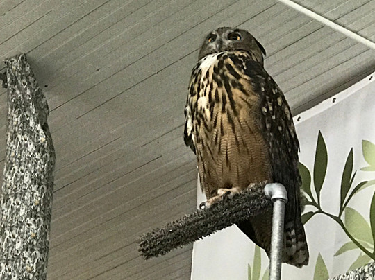 2023年12月International Owl Center景点攻略-International Owl Center门票预订|地址|图片 ...