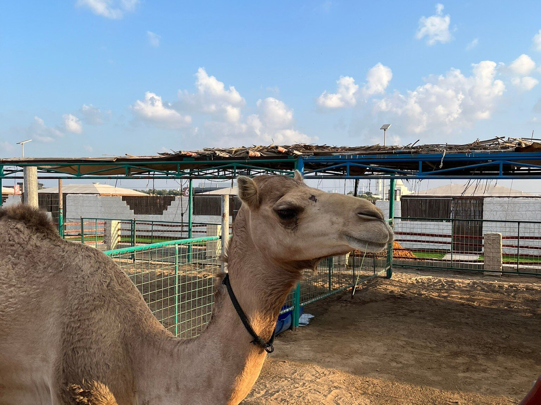 2024年10月UAE Pygmy Zoo景点攻略-UAE Pygmy Zoo门票预订|地址|图片-UAE Pygmy Zoo景点点评-猫途鹰