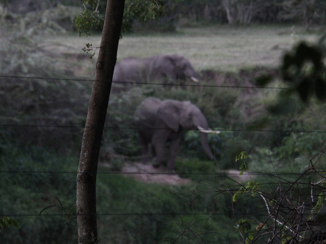 Mara Simba Lodge (Mara Simba) - Mara Simba Lodge - 酒店预订 /预定 - 606条旅客点评与 ...