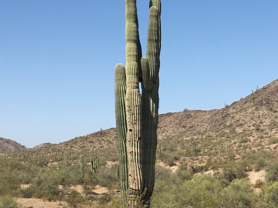2025年3月Estrella Mountain Regional Park景点攻略-Estrella Mountain Regional ...