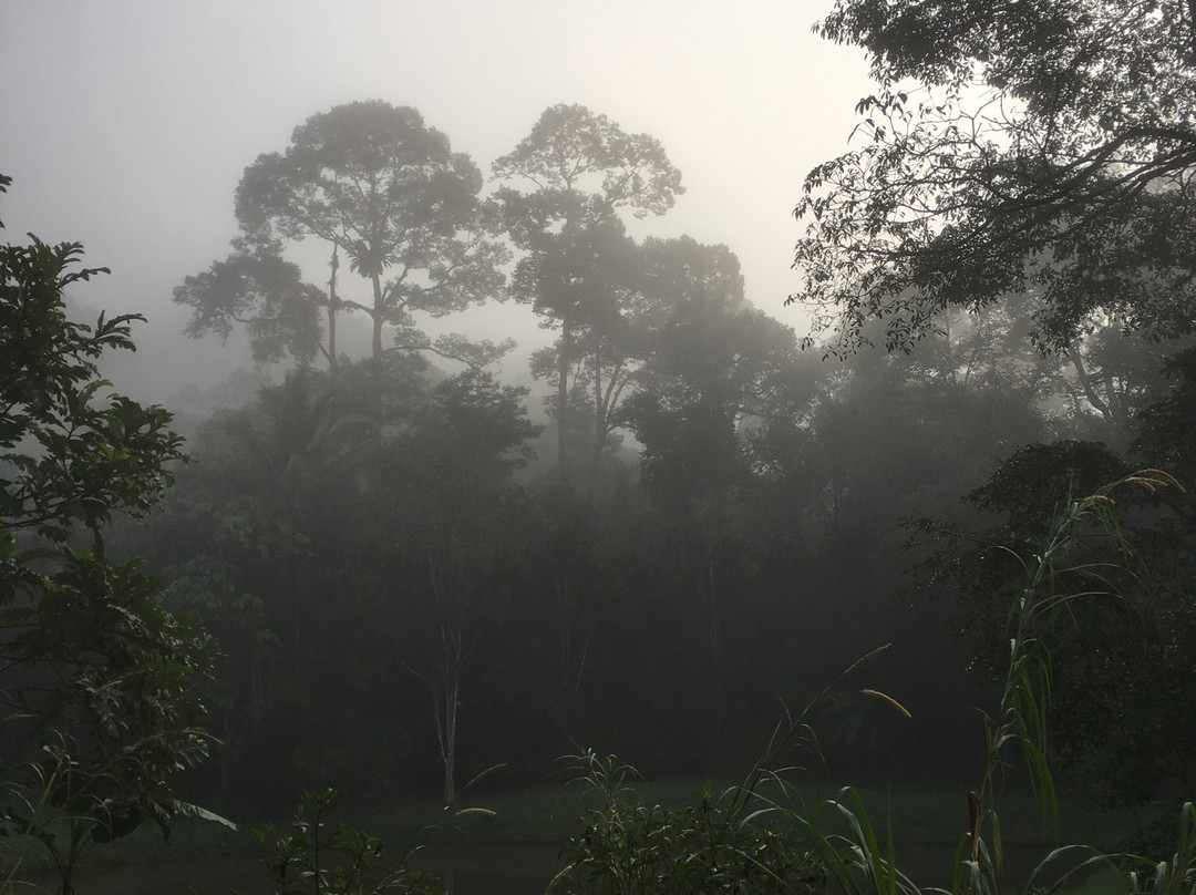 2025年2月Gunung Hitam景点攻略-Gunung Hitam门票预订|地址|图片-Gunung Hitam景点点评-猫途鹰