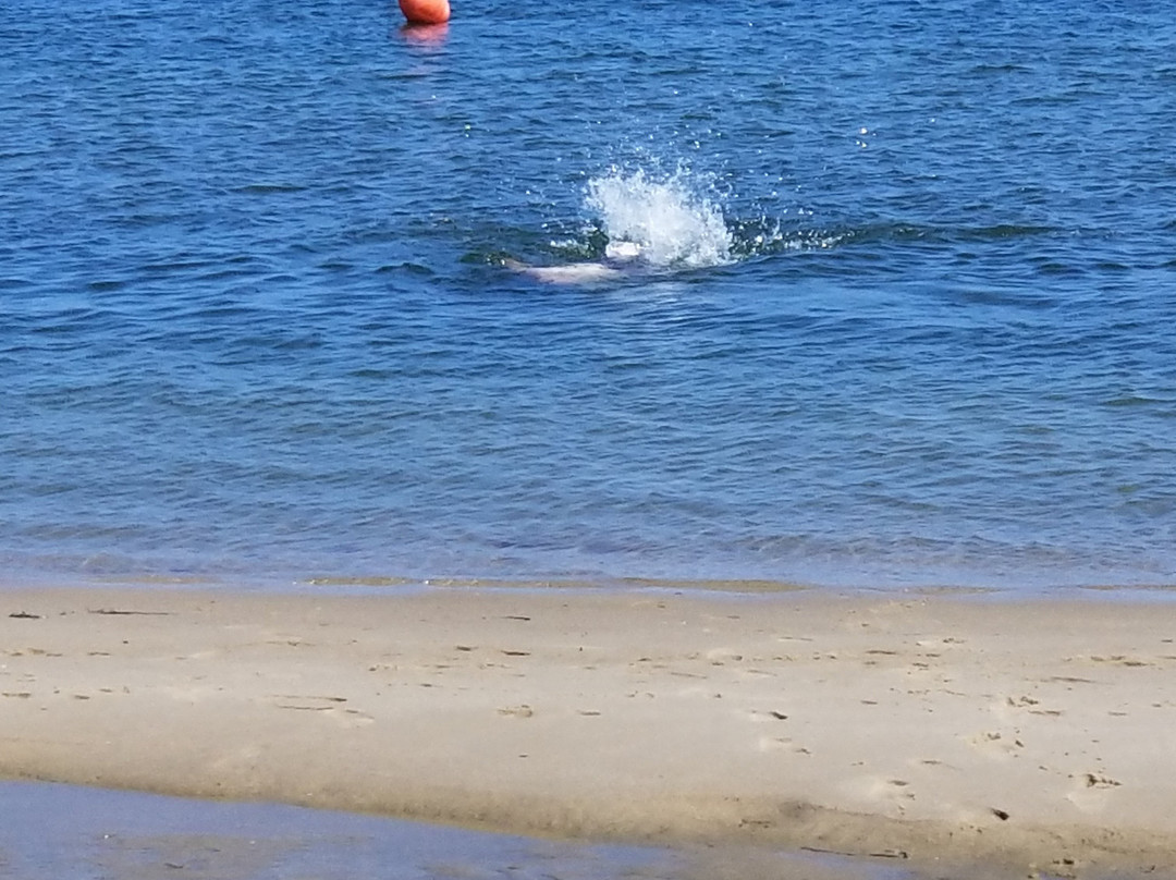 2024年9月Chatham Lighthouse Beach景点攻略-Chatham Lighthouse Beach门票预订|地址|图片 ...