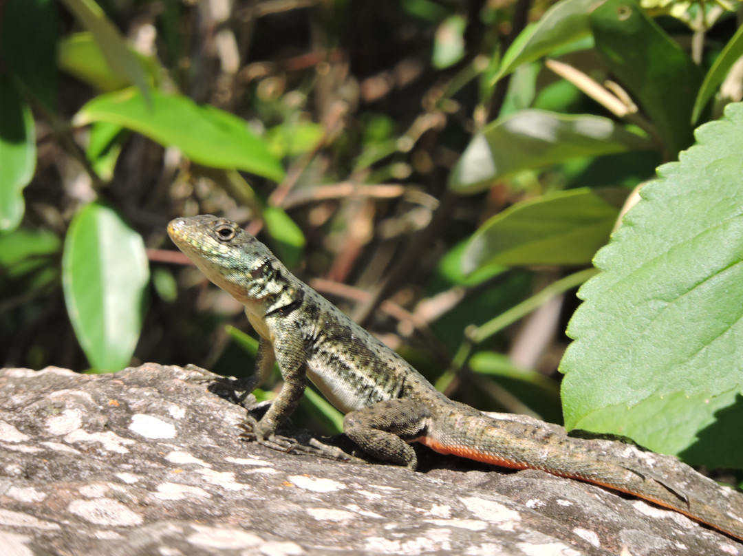 2025年2月Parque Provincial Teyu Cuare景点攻略-Parque Provincial Teyu Cuare门票 ...
