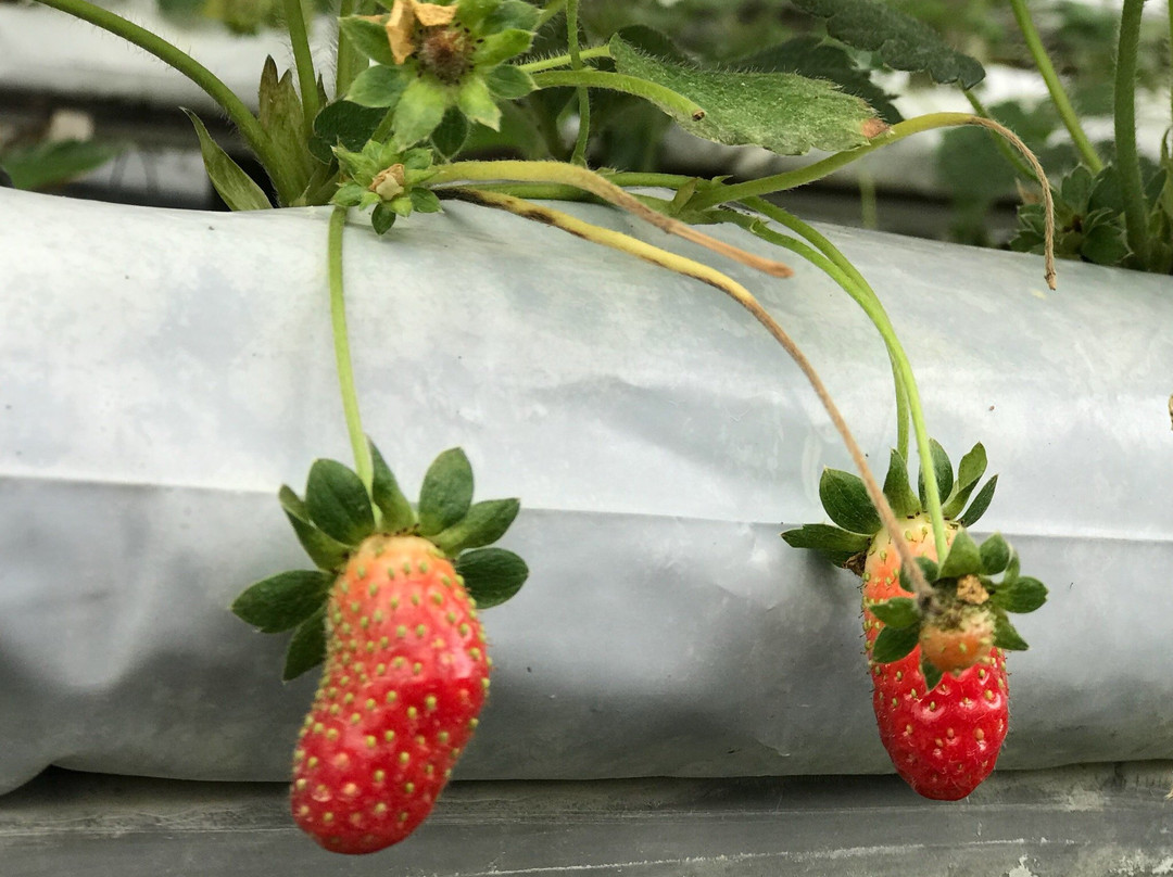 2023年11月Kok Lim Strawberry Farm景点攻略-Kok Lim Strawberry Farm门票预订|地址|图片-Kok Lim Strawberry Farm景点 ...
