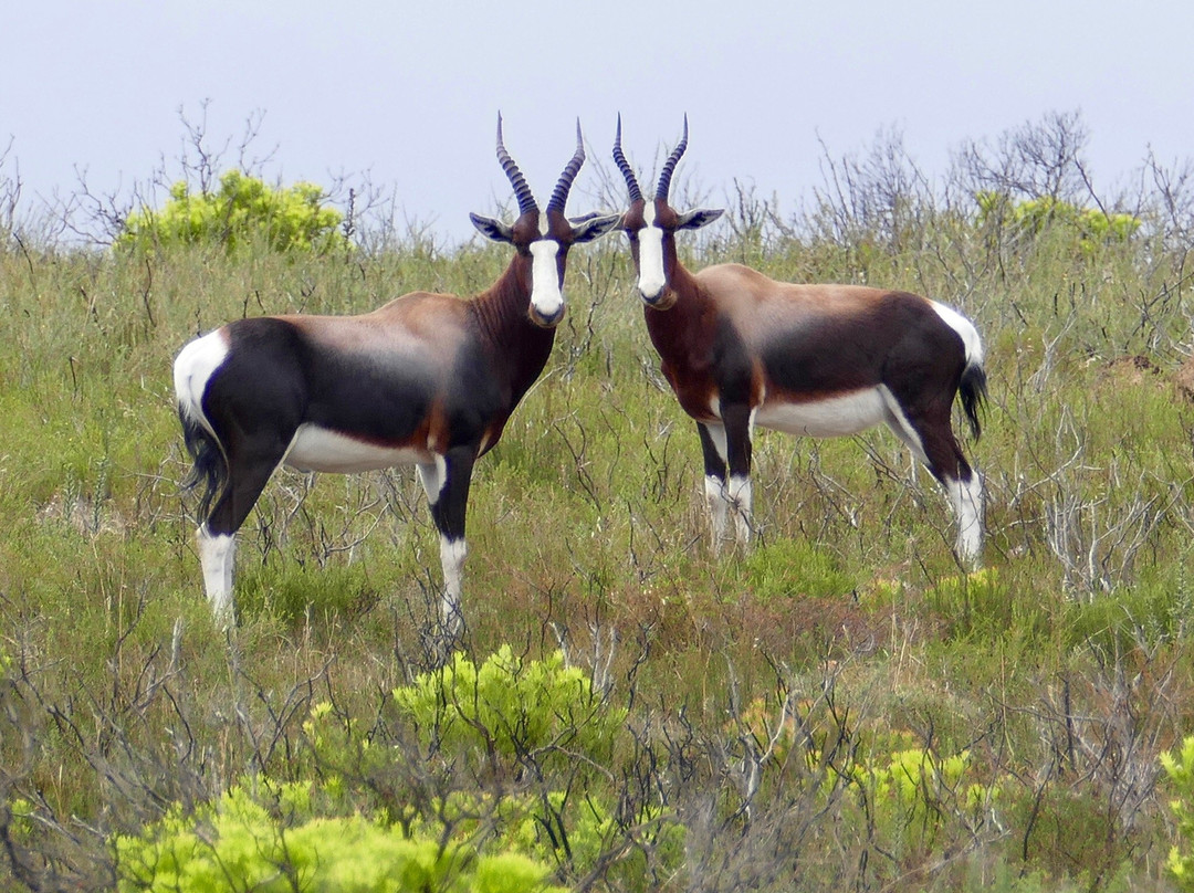 2025年3月Bontebok National Park景点攻略-Bontebok National Park门票预订|地址|图片 ...
