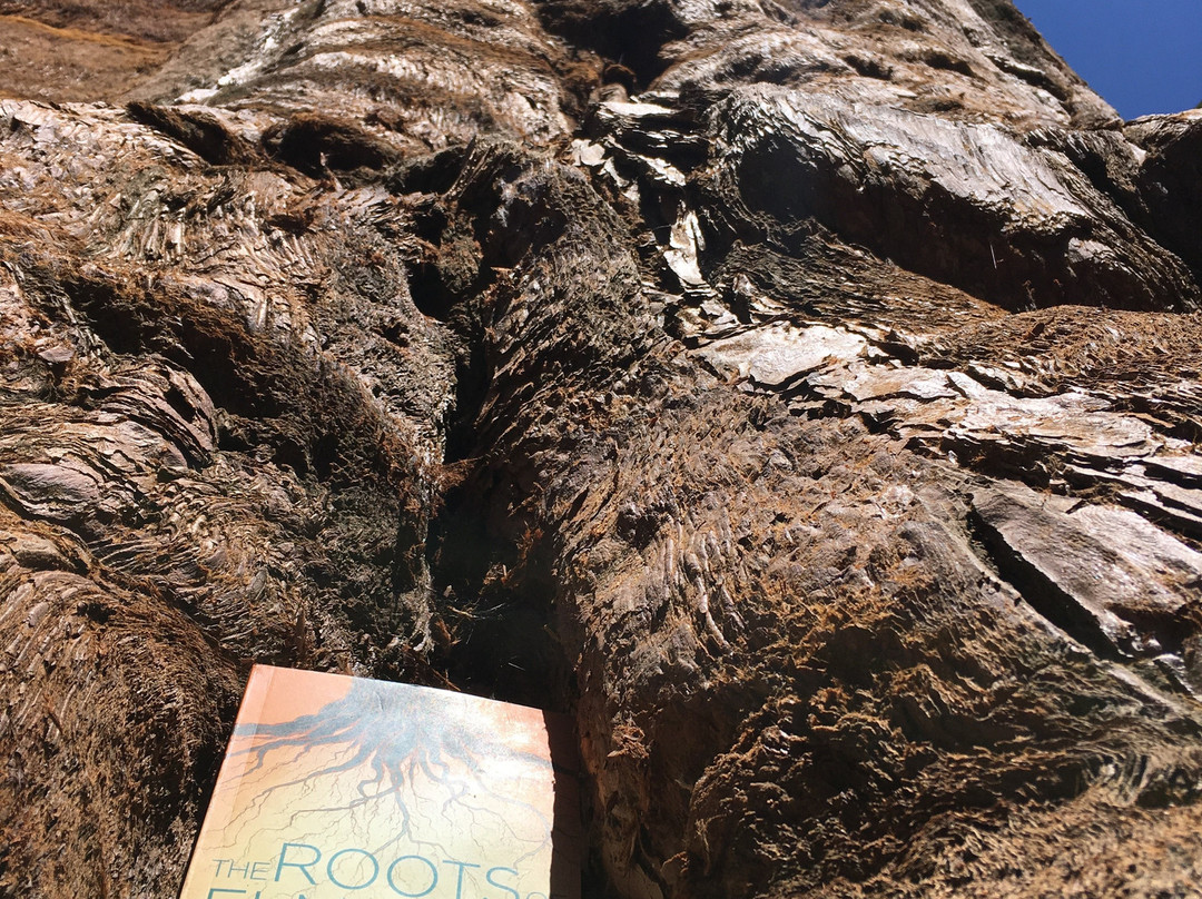 2024年10月The Presidente tree景点攻略-The Presidente tree门票预订|地址|图片-The ...