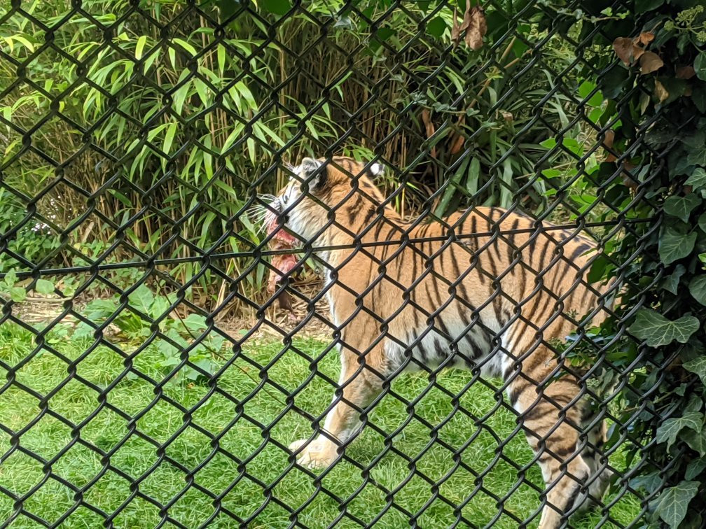 2025年3月Howletts Wild Animal Park景点攻略-Howletts Wild Animal Park门票预订|地址 ...