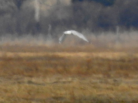 2023年12月Parker River National Wildlife Refuge景点攻略-Parker River National ...
