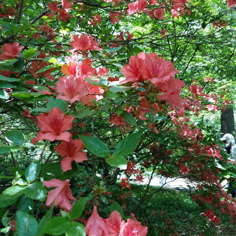 2023年11月Boxford旅游景点攻略-Boxford旅游住宿,-Boxford旅游美食-猫途鹰