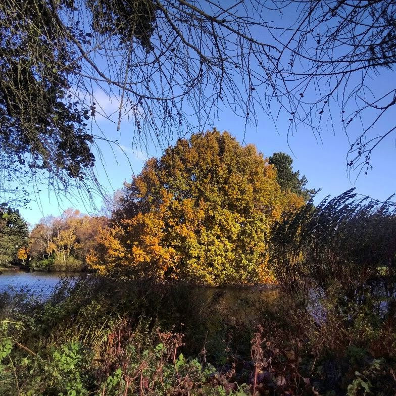 2024年11月Calderstones Park景点攻略-Calderstones Park门票预订|地址|图片-Calderstones ...