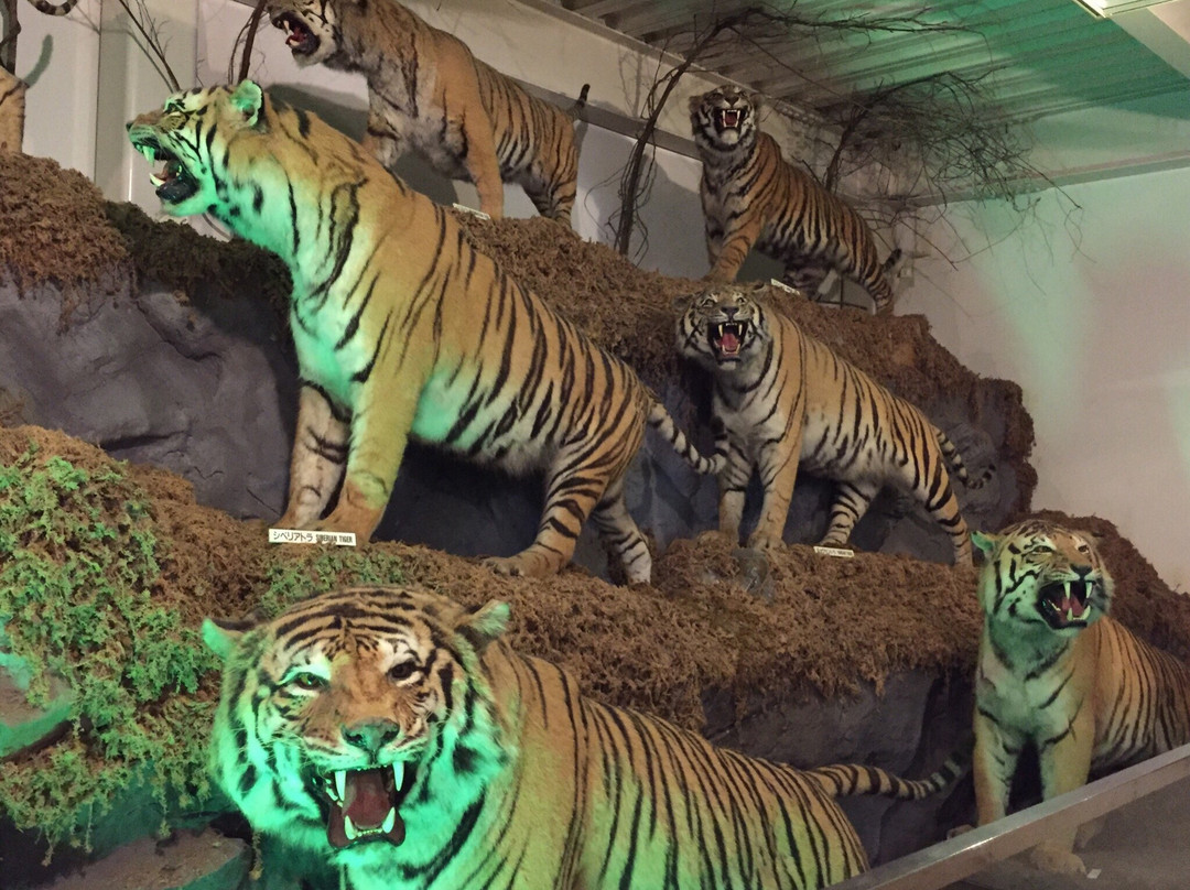 2025年5月The Cat Museum景点攻略-The Cat Museum门票预订|地址|图片-The Cat Museum景点点评-猫途鹰