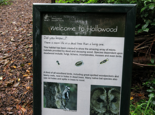 2024年10月WWT Washington Wetland Centre景点攻略-WWT Washington Wetland Centre ...