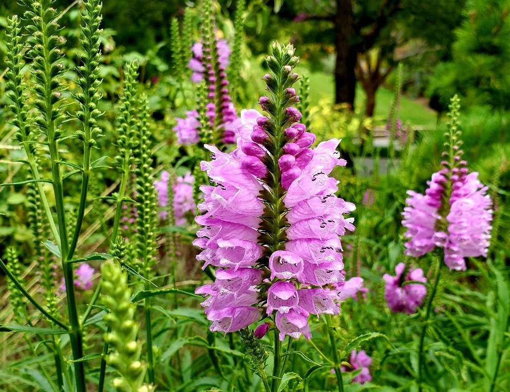 2024年11月Red Butte Garden景点攻略-Red Butte Garden门票预订|地址|图片-Red Butte ...