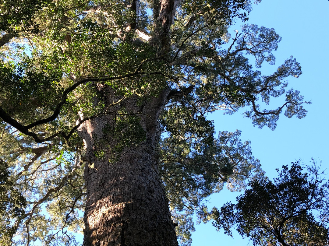 2023年11月Tsitsikamma Forest’s Big Tree景点攻略-Tsitsikamma Forest’s Big Tree ...