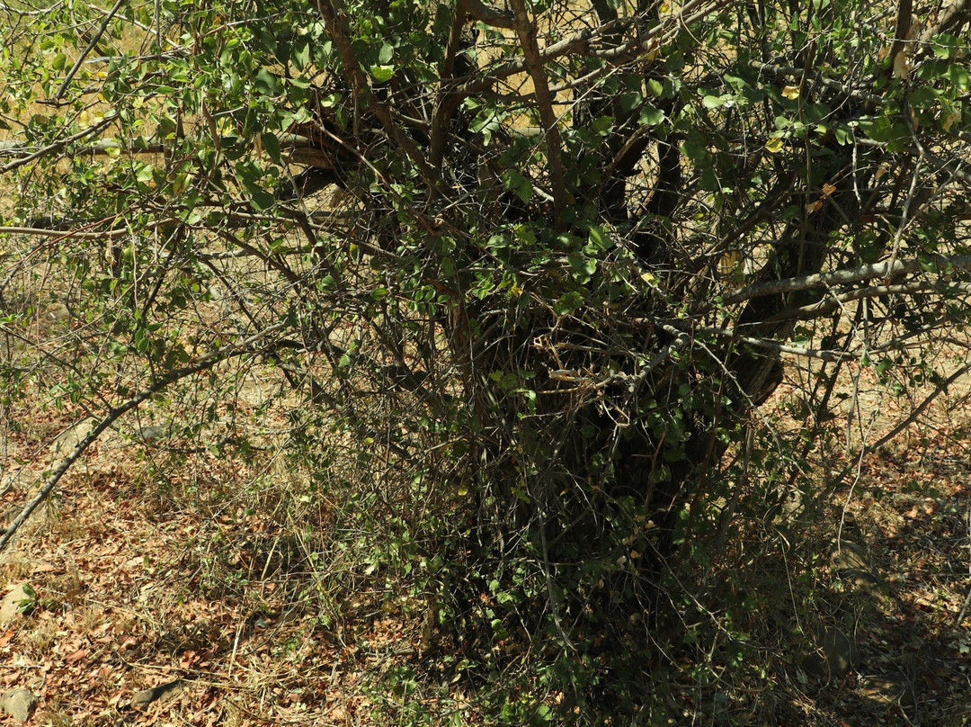 2024年10月Albasini Ruins景点攻略-Albasini Ruins门票预订|地址|图片-Albasini Ruins景点点评-猫途鹰