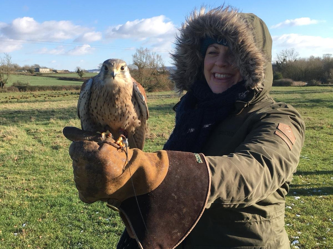 2025年3月The Falconry School景点攻略-The Falconry School门票预订|地址|图片-The ...