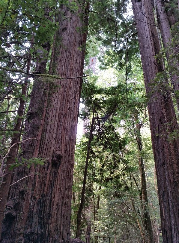 2025年1月Tall Trees Grove景点攻略-Tall Trees Grove门票预订|地址|图片-Tall Trees Grove ...