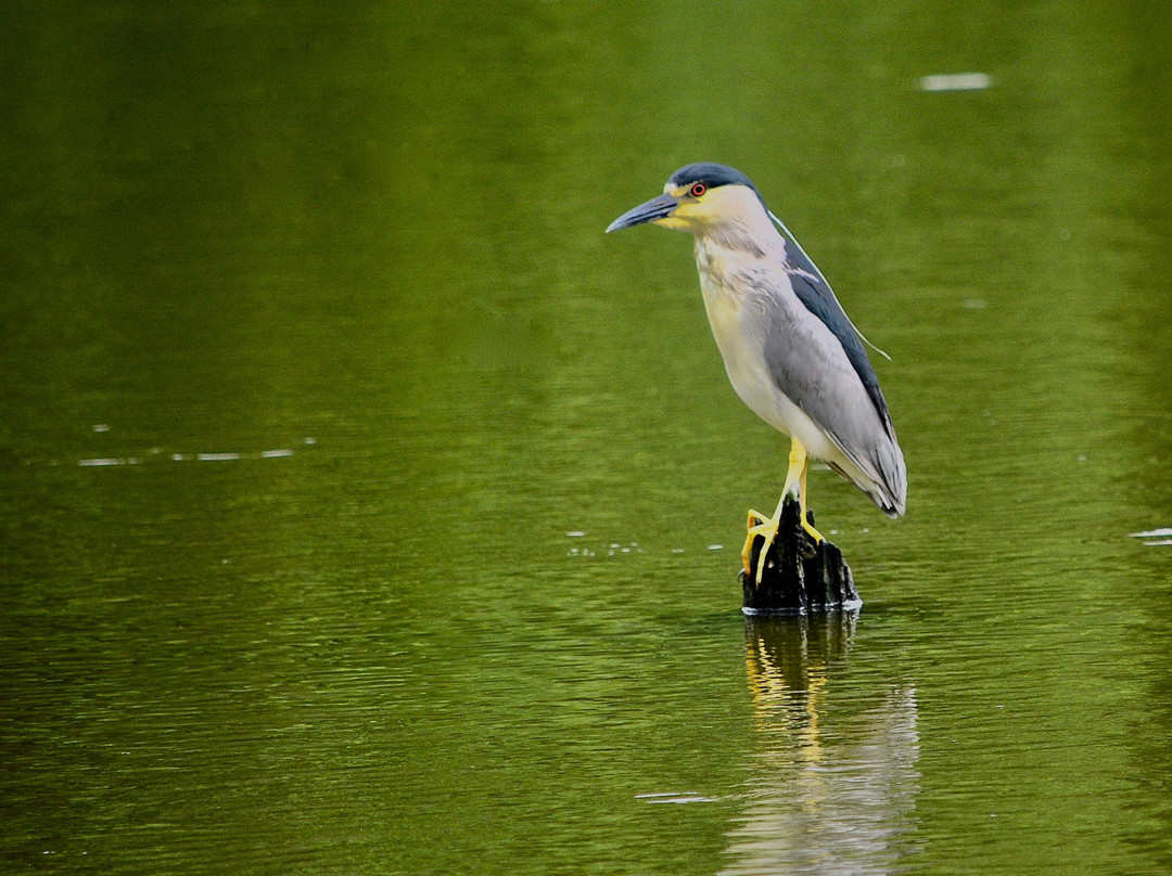 2024年1月Harris Neck National Wildlife Refuge景点攻略-Harris Neck National ...