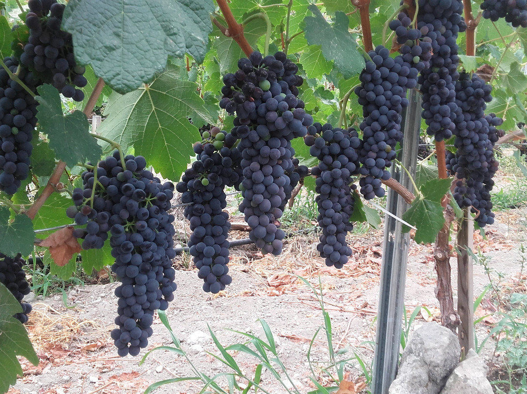 2025年4月Chandria旅游景点攻略-Chandria旅游住宿,-Chandria旅游美食-猫途鹰