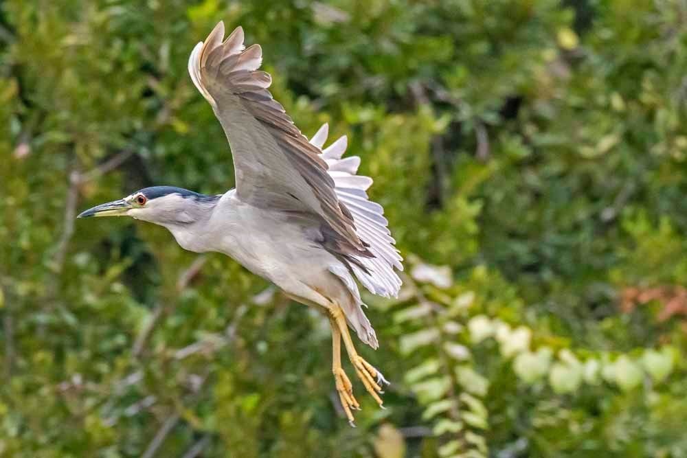 2024年1月Harris Neck National Wildlife Refuge景点攻略-Harris Neck National ...